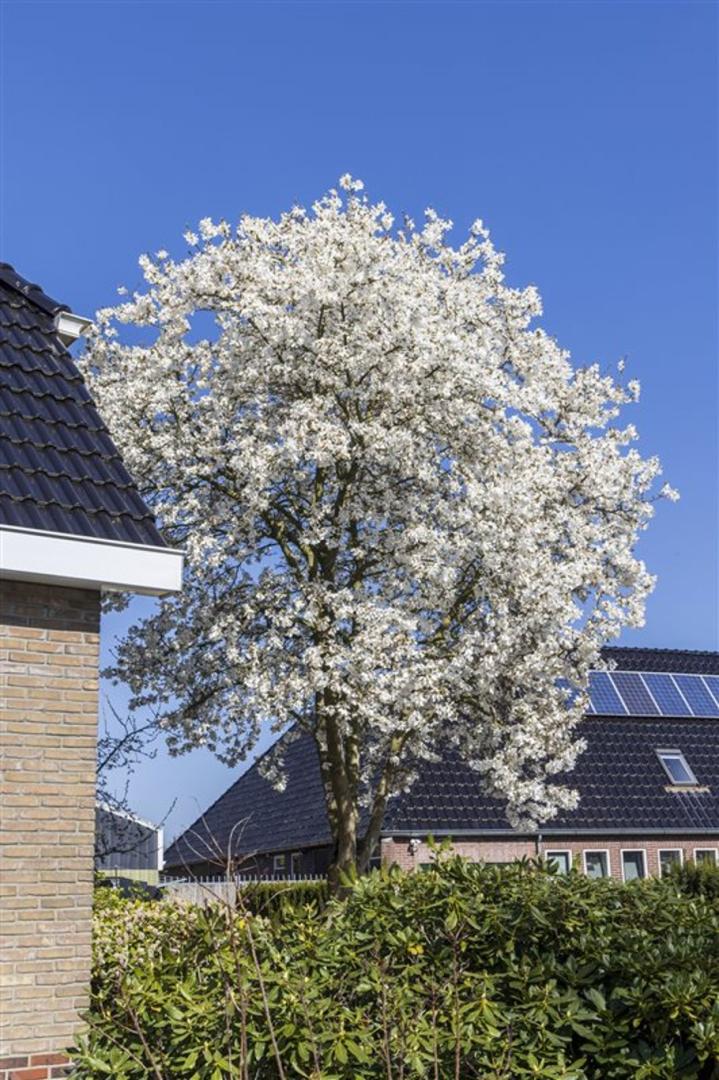 Magnolia kobus | Bast de Plantgigant