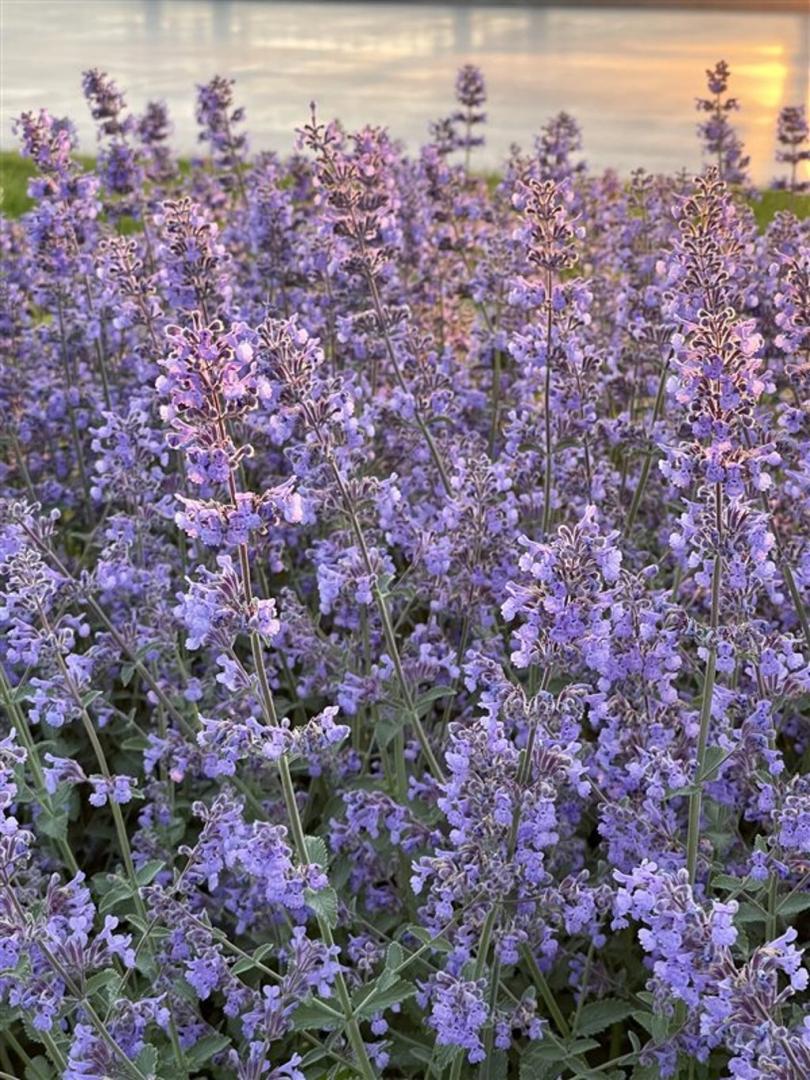 Nepeta faassenii 'Kit Cat' | Bast de Plantgigant