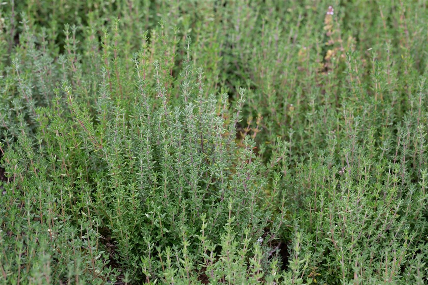 Thymus vulgaris 'Compactus' | Bast de Plantgigant