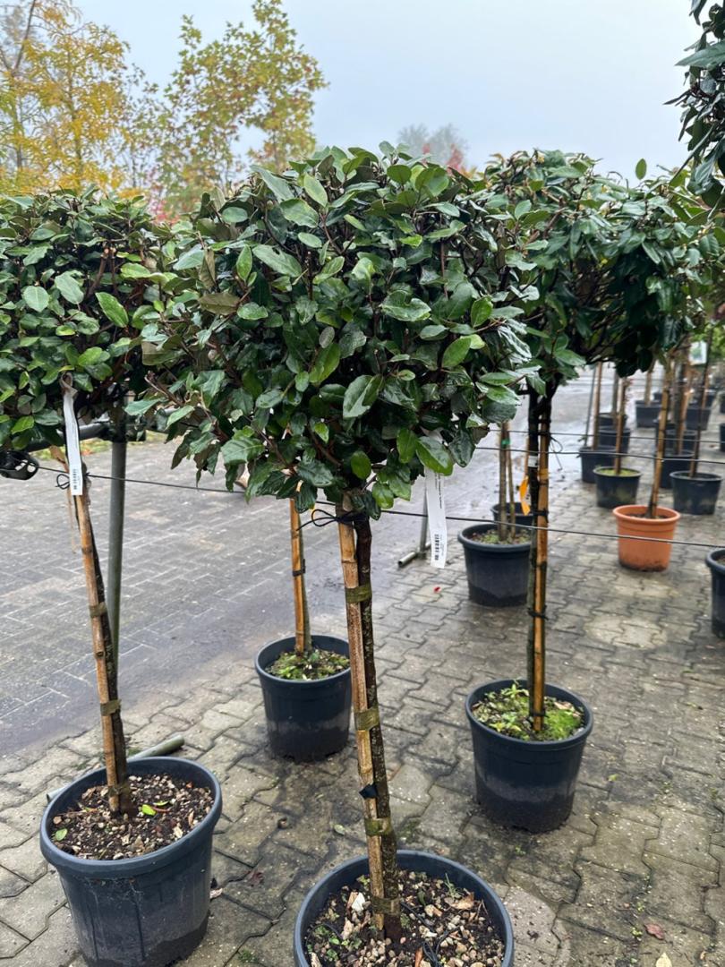 Elaeagnus ebb. 'Compacta' Halfstam | Bast de Plantgigant