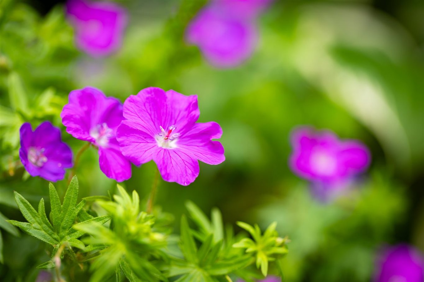 Geranium sang. 'Max Frei' | Bast de Plantgigant