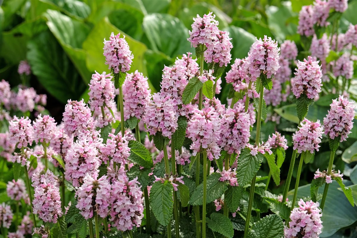 Stachys grandiflora 'Rosea' | Bast de Plantgigant