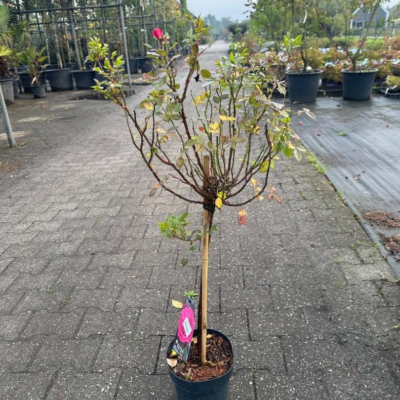 Rosa 'stam' in cultivars | Bast de Plantgigant