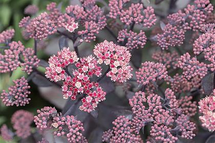 Sedum 'Purple-Emperor' | Bast de Plantgigant